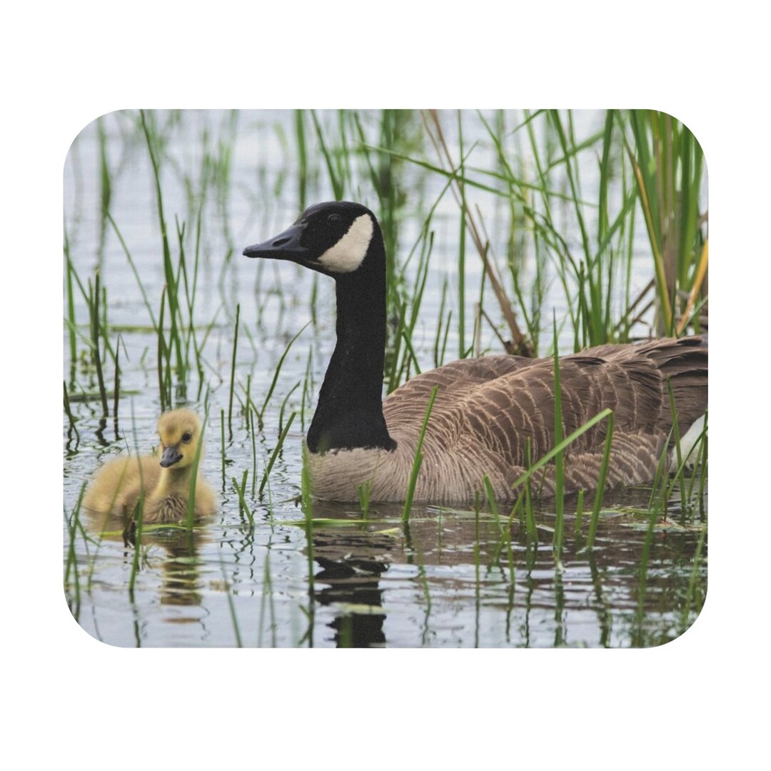 Mouse Pad~ Canadian Goose Momma Baby Gosling Swimming Wetland Nature ...