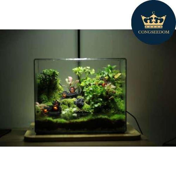 Desktop Terrarium - Etsy