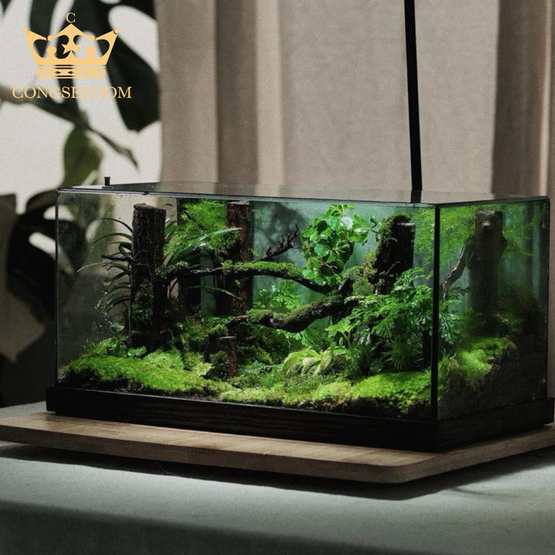 Large Glass Terrarium - Etsy