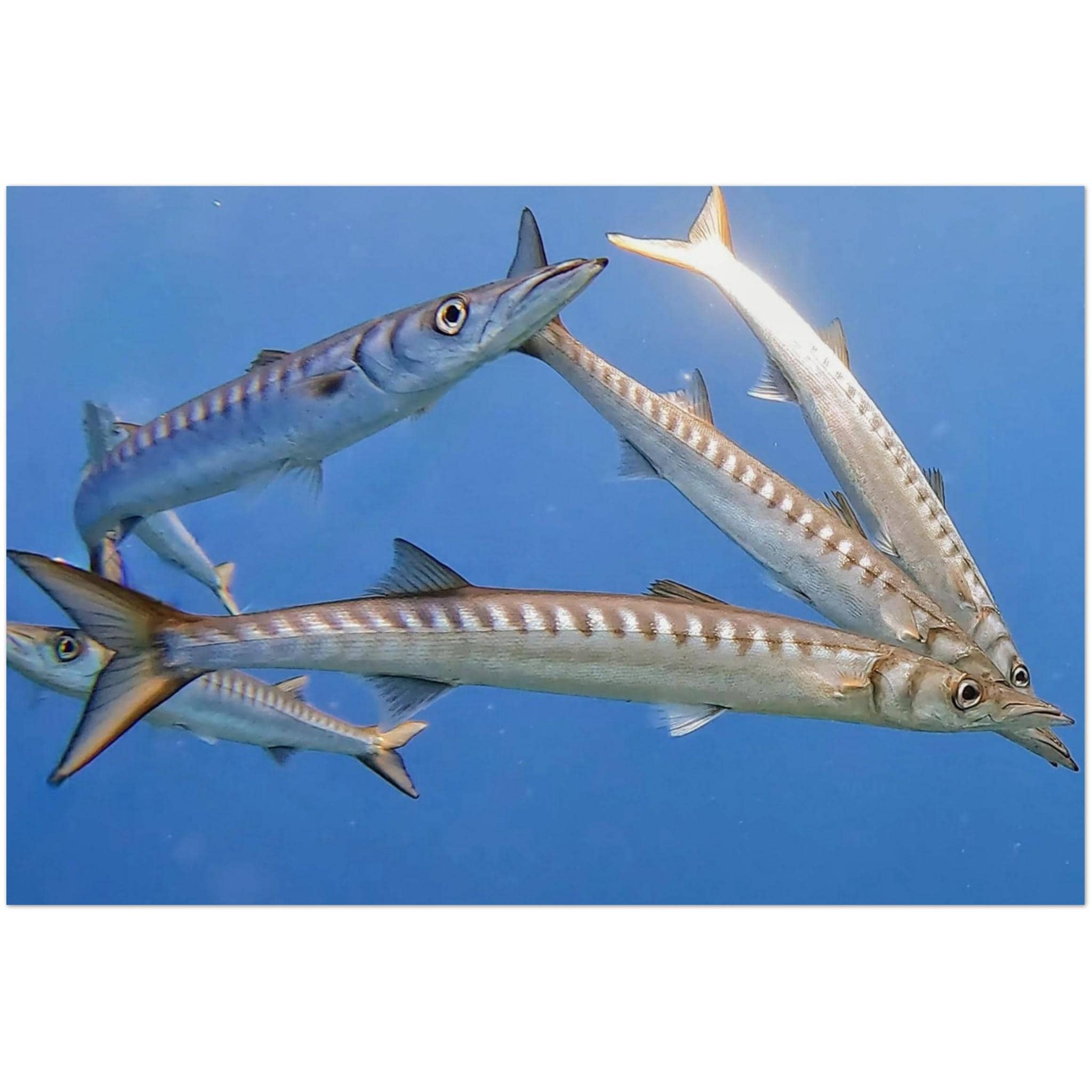 Underwater Barracuda Poster Stunning Mediterranean Sea Portrait - Etsy
