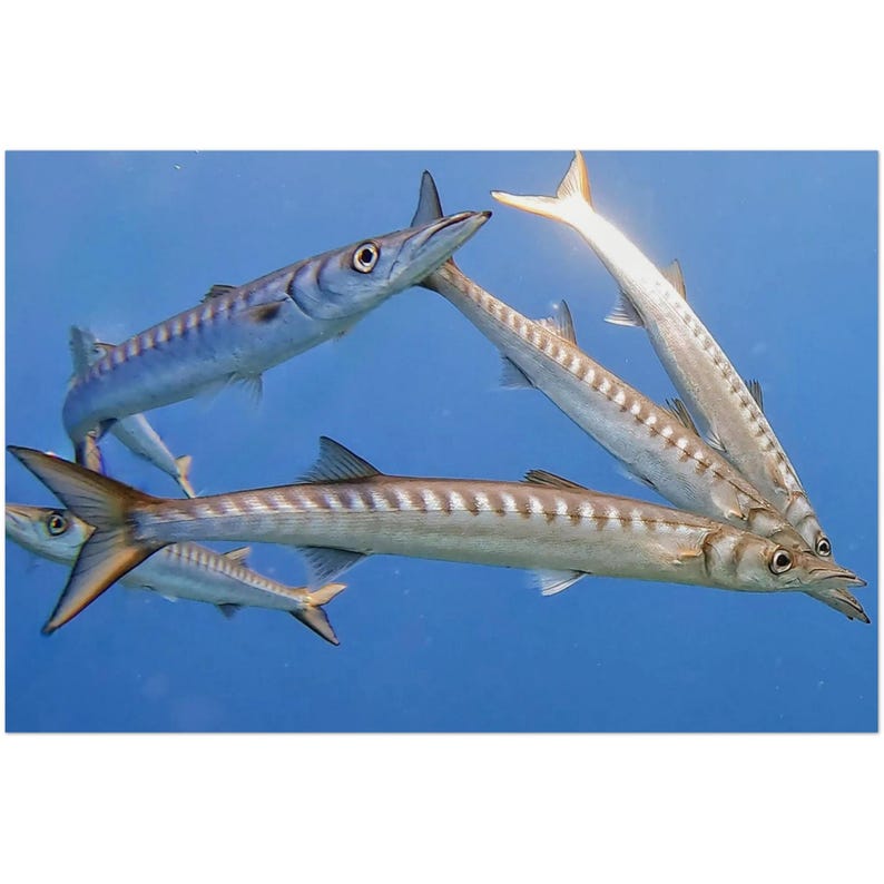 Underwater Barracuda Poster Stunning Mediterranean Sea Portrait - Etsy