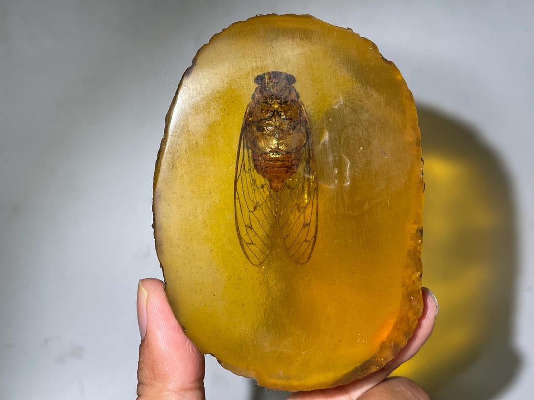 Resin Cicada Skull: Hand Carved Quartz Crystal, Home Decor 3.9" Random ...