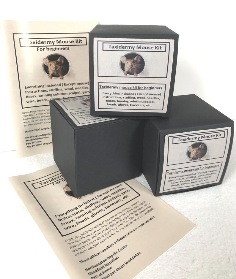 Beginner Taxidermy Mouse Kit, Everything Included (except Mouse) - Etsy