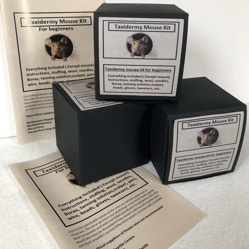 Taxidermy Rat - Etsy