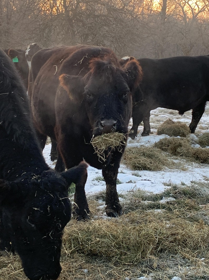 Pure Beef Tallow Dry Rendered Naturally Fed - Etsy