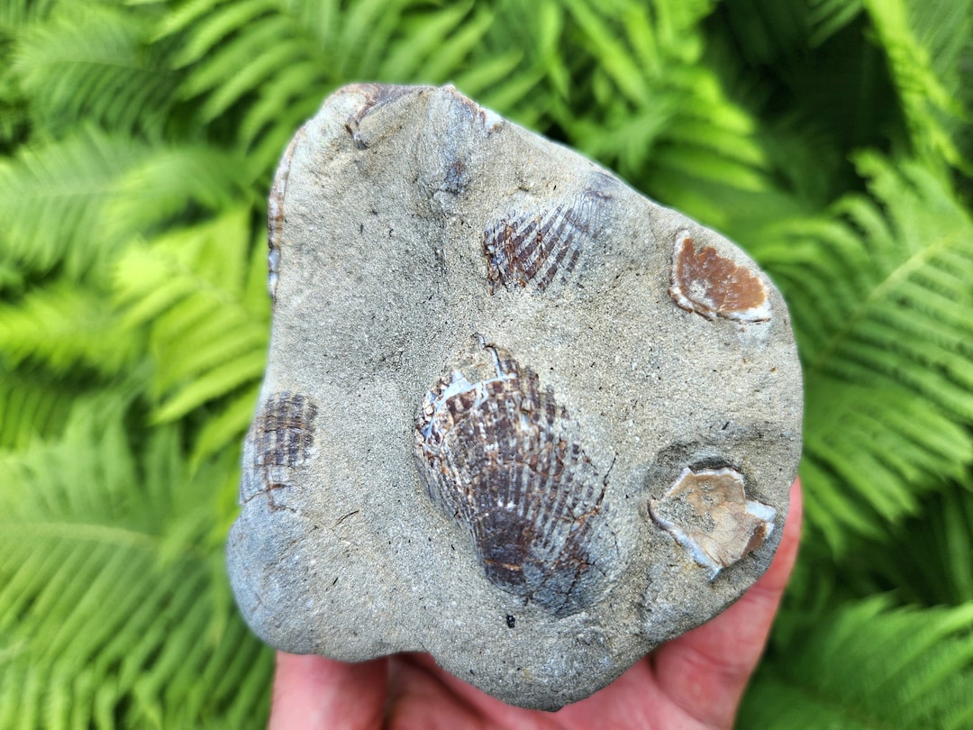 Conglomerate of Fossilized Sea Shells, Fossilized Bivalves ...