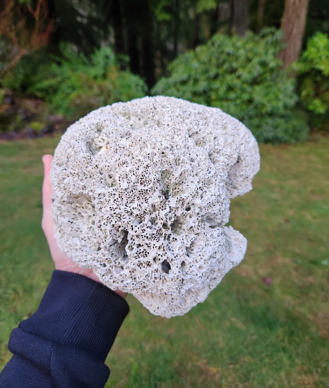 Pacific Fission Worm Stone False Brain Coral Rock 6.3 Lbs - Etsy