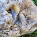 Oregon Agate, Botryoidal Agate, Mineral Incursions, Chalcedony, Agate ...