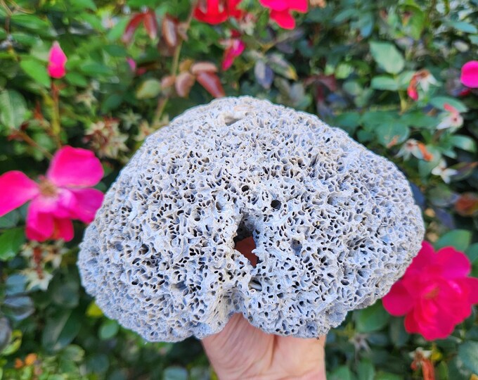 Pacific Fission Worm Stone, False Brain Coral, 2 Lbs 8 Oz, Oregon Coast ...