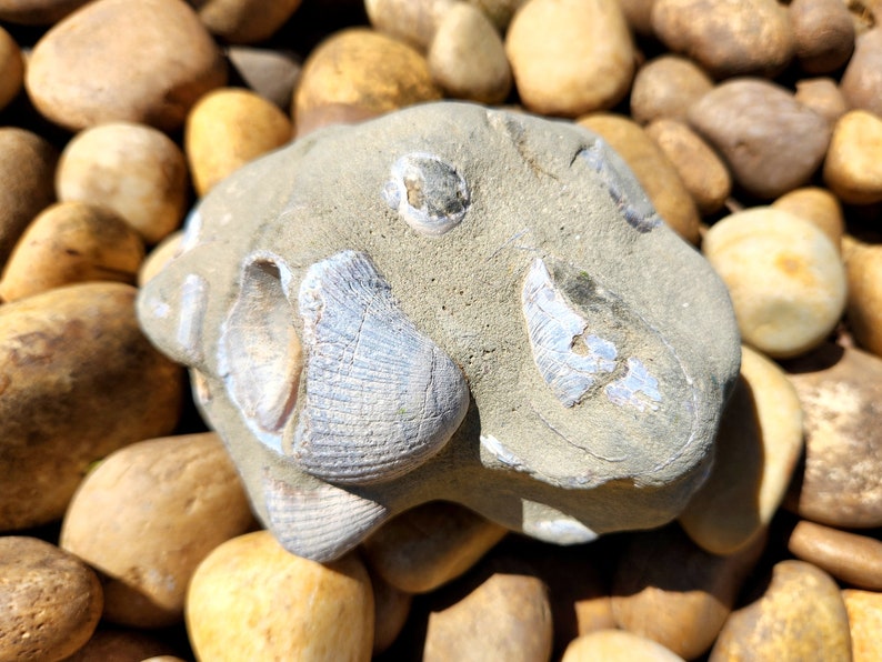 Conglomerate of Fossilized Sea Shells, 4 Lbs, Fossilized Bivalves ...