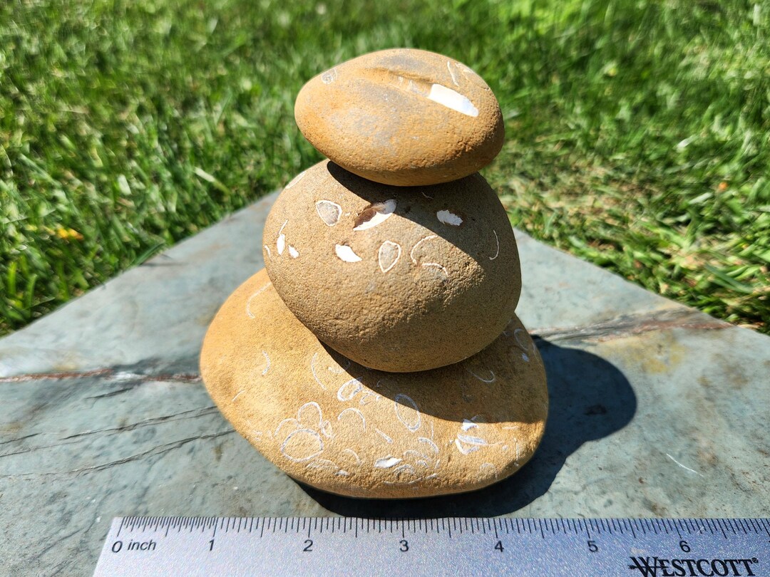 3 Oregon Fossilized Sea Shell Stones, Fossilized Conglomerates ...