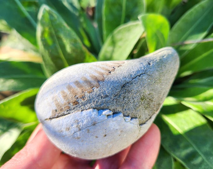 Fossiled Bivalve, Fossilized Sea Shell, Beach Stone, Stone With "wings ...