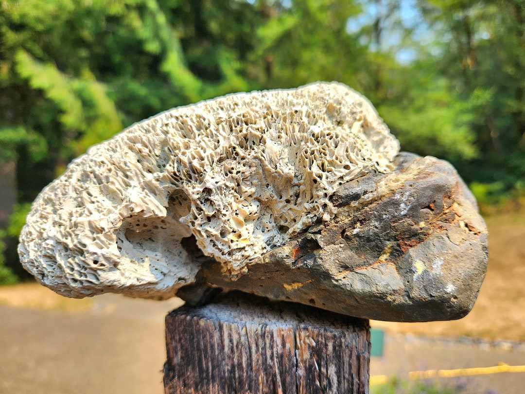 Pacific Fission Worm Stone False Brain Coral Rock 6.3 Lbs - Etsy