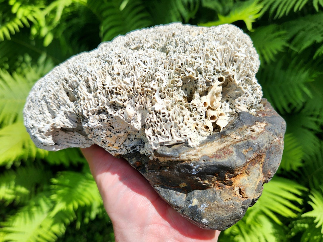 Pacific Fission Worm Stone, False Brain Coral, 6.3 Lbs, Attached to ...