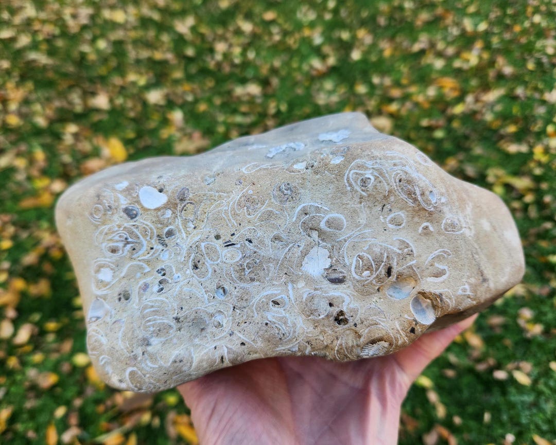7+ Lb Conglomerate of Fossilized Sea Shells, Naturally Formed, Fossils ...