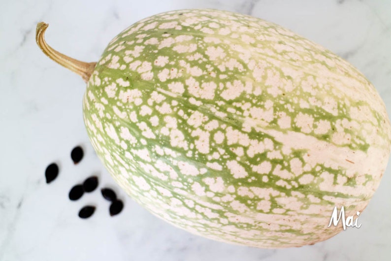 Shark Fin Melon Seeds Organic Heirloom | Etsy Canada