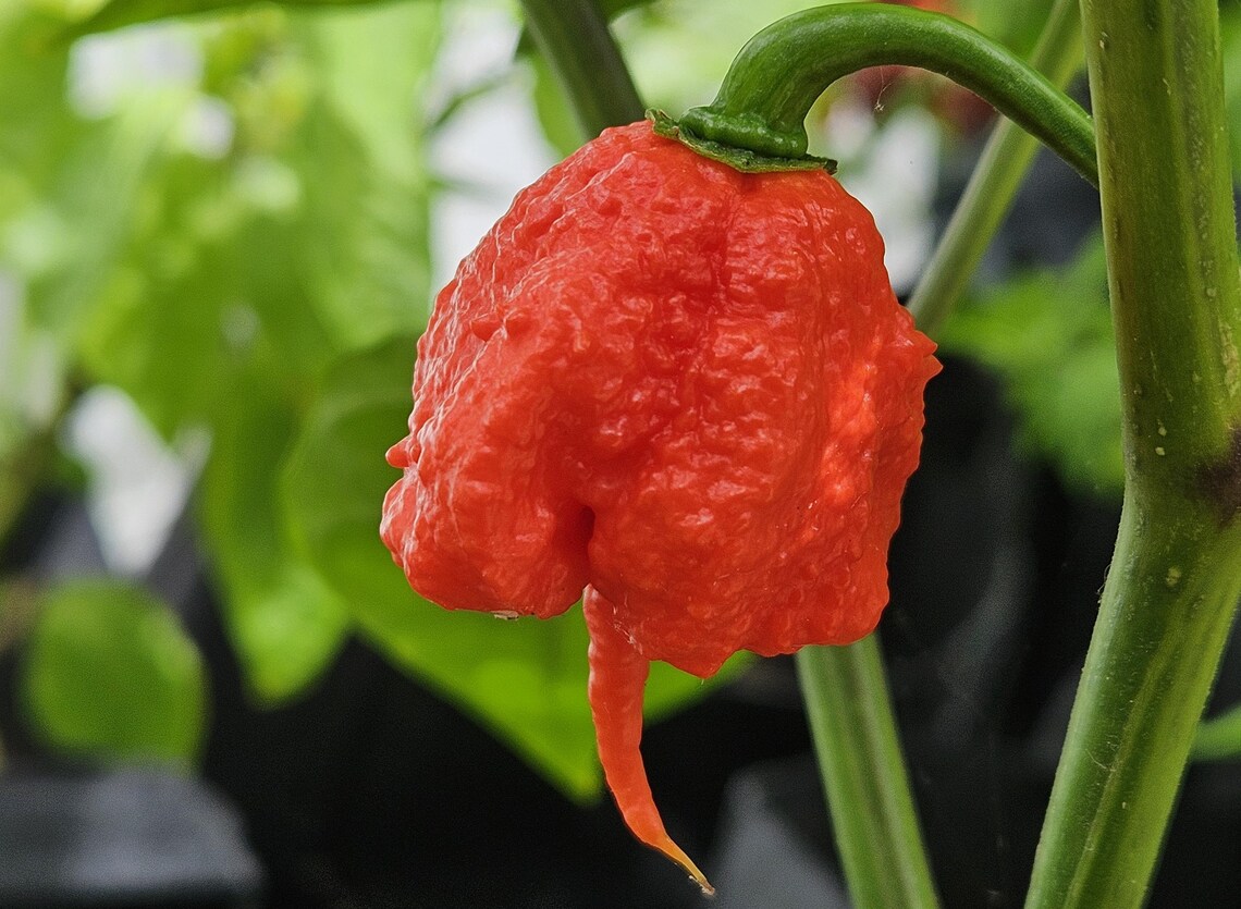 Carolina Reaper Infused Sea Salt – Ultra-hot Gourmet Seasoning, 2 Oz - Etsy