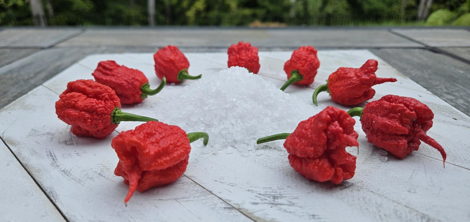 Carolina Reaper Infused Sea Salt – Ultra-hot Gourmet Seasoning, 2 Oz - Etsy