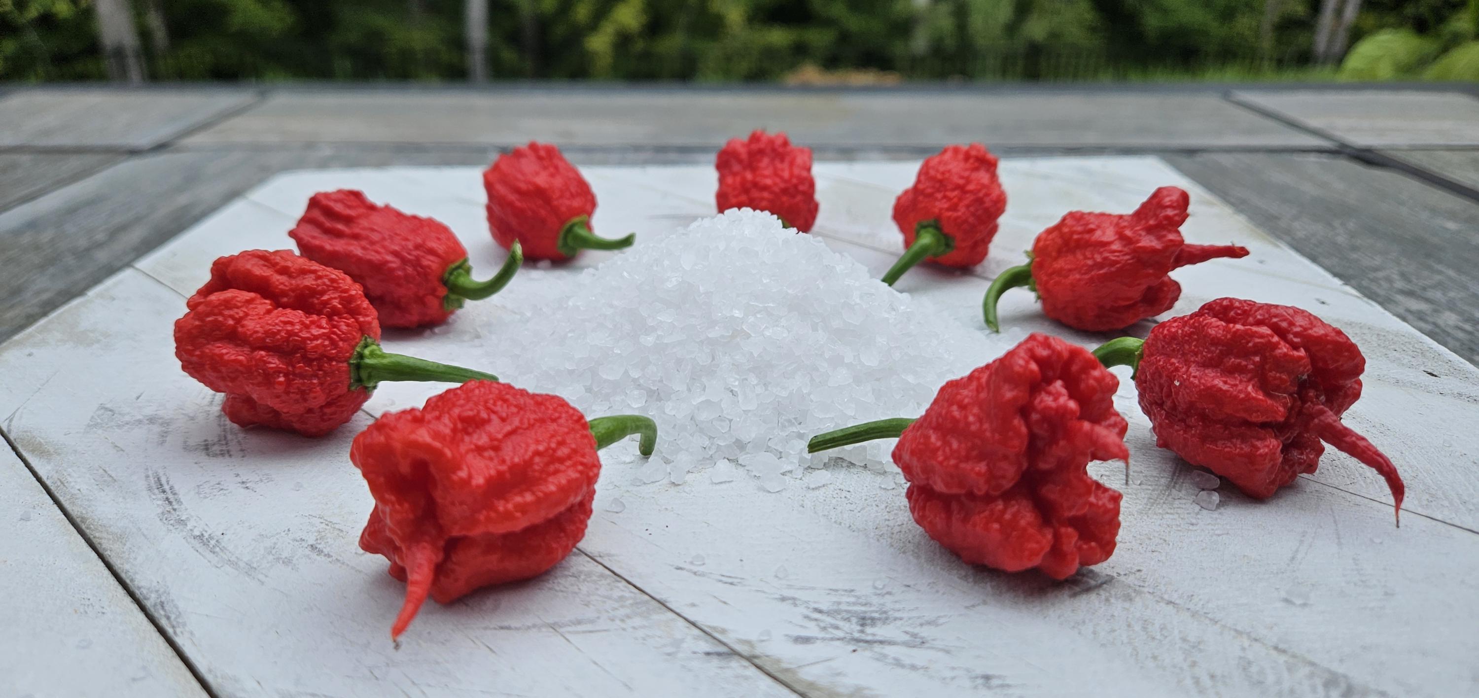 Carolina Reaper Infused Sea Salt – Ultra-hot Gourmet Seasoning, 2 Oz - Etsy