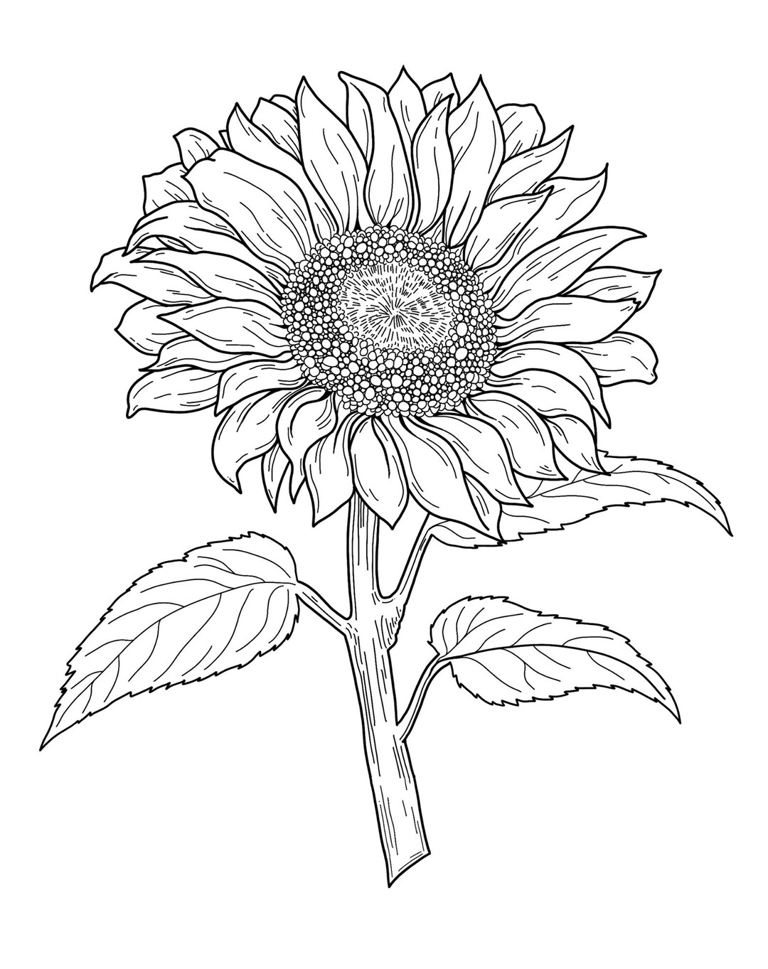 Sunflower Template: Royalty Free Traceable Pattern Bundle (jpg, Png ...