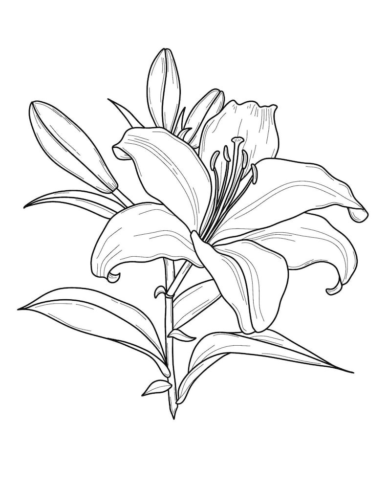 Day Lily Template: Royalty Free Traceable Pattern Bundle (jpg, Png, Svg ...