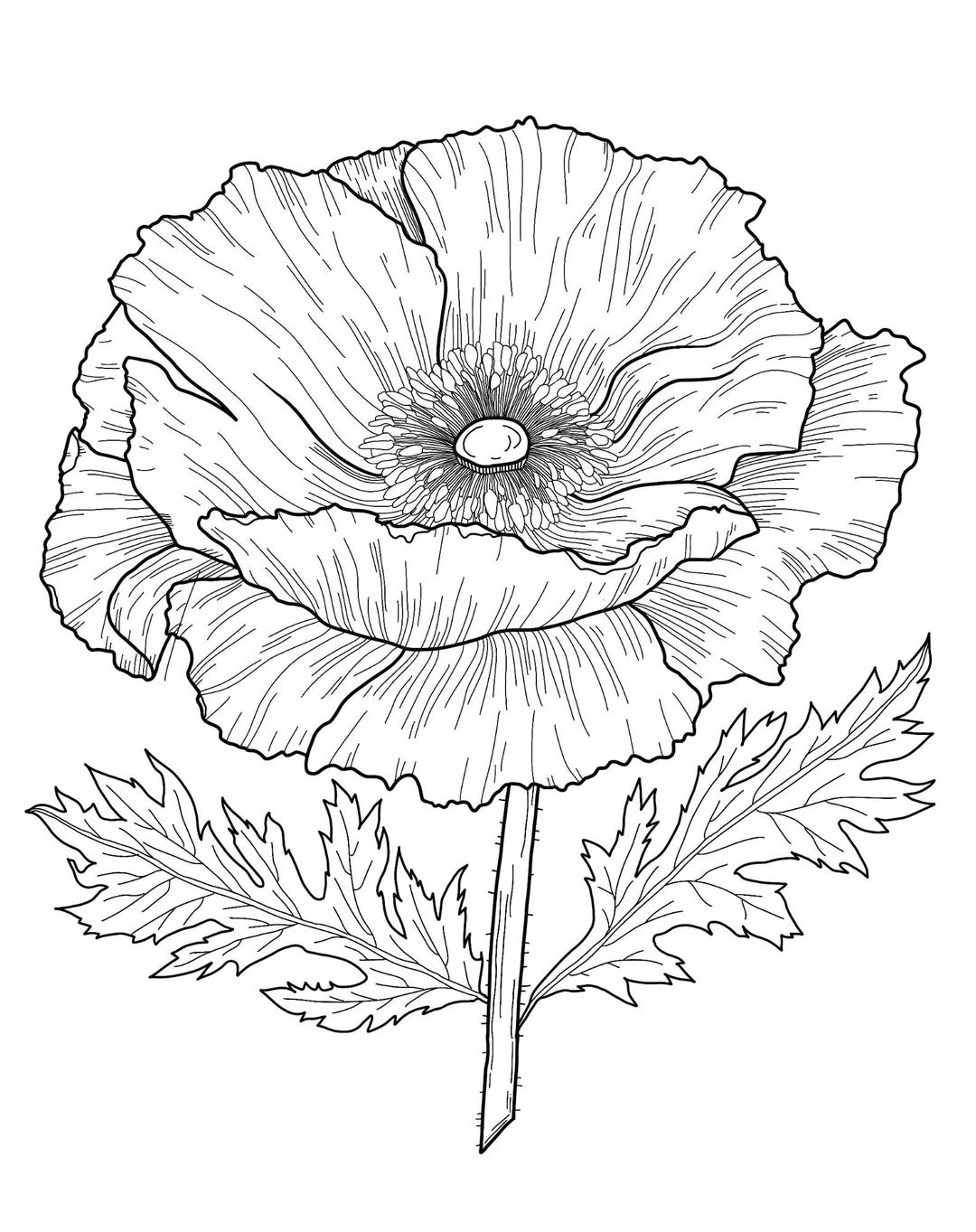 Poppy Template: Royalty Free Traceable Pattern Bundle (jpg, Png, Svg ...