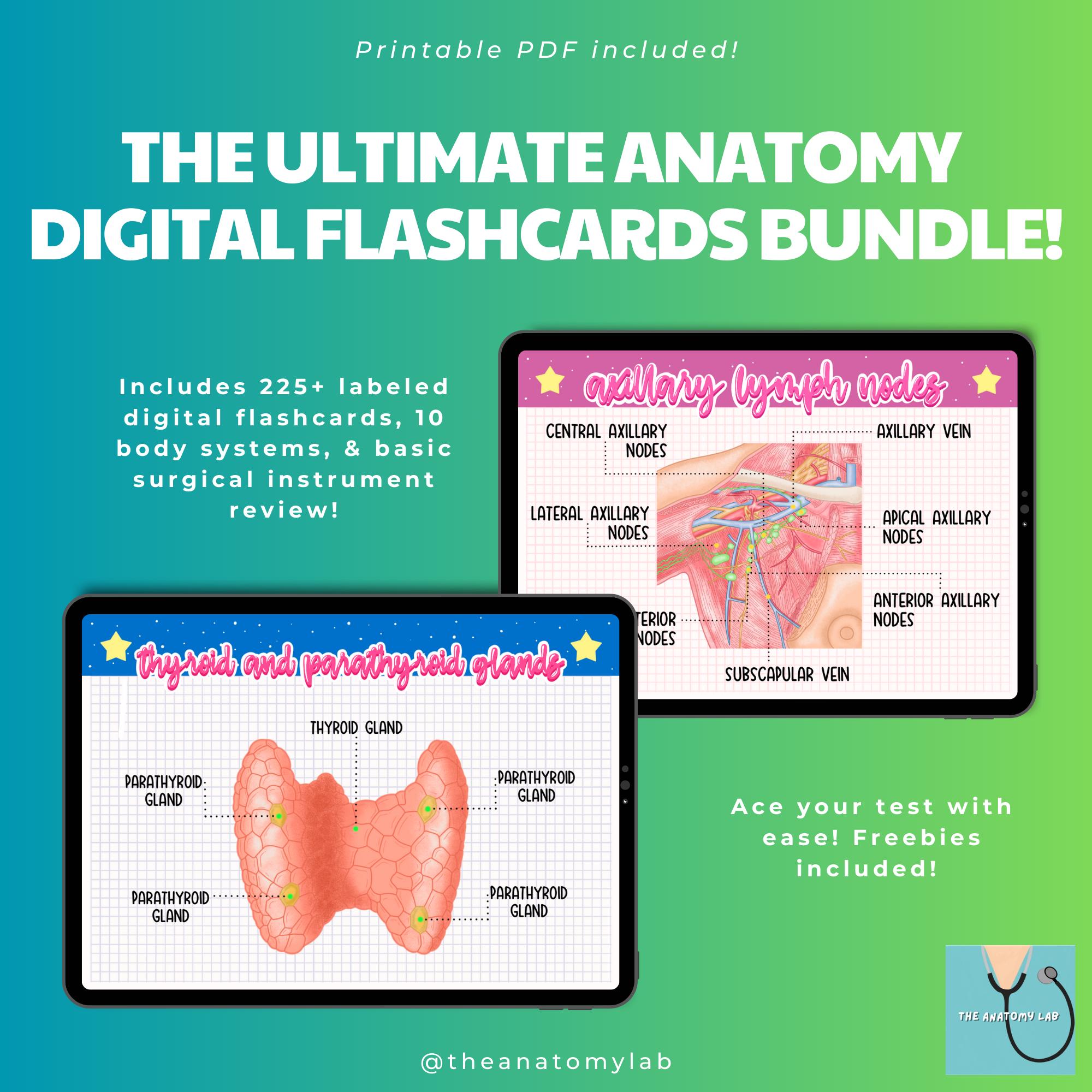 Ultimate Anatomy Digital Flashcards Bundle | All Body Systems | Basic ...