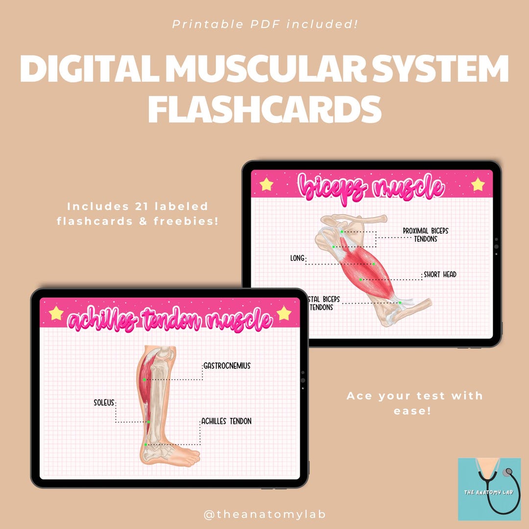 Digital Muscular System Flashcards | Goodnotes Flashcards | Digital ...