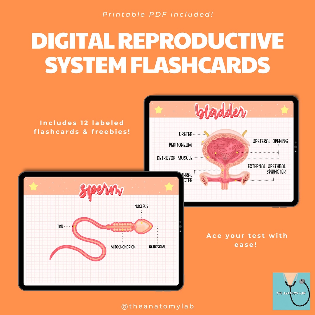 Digital Reproductive System Flashcards | Goodnotes Flashcards | Digital ...
