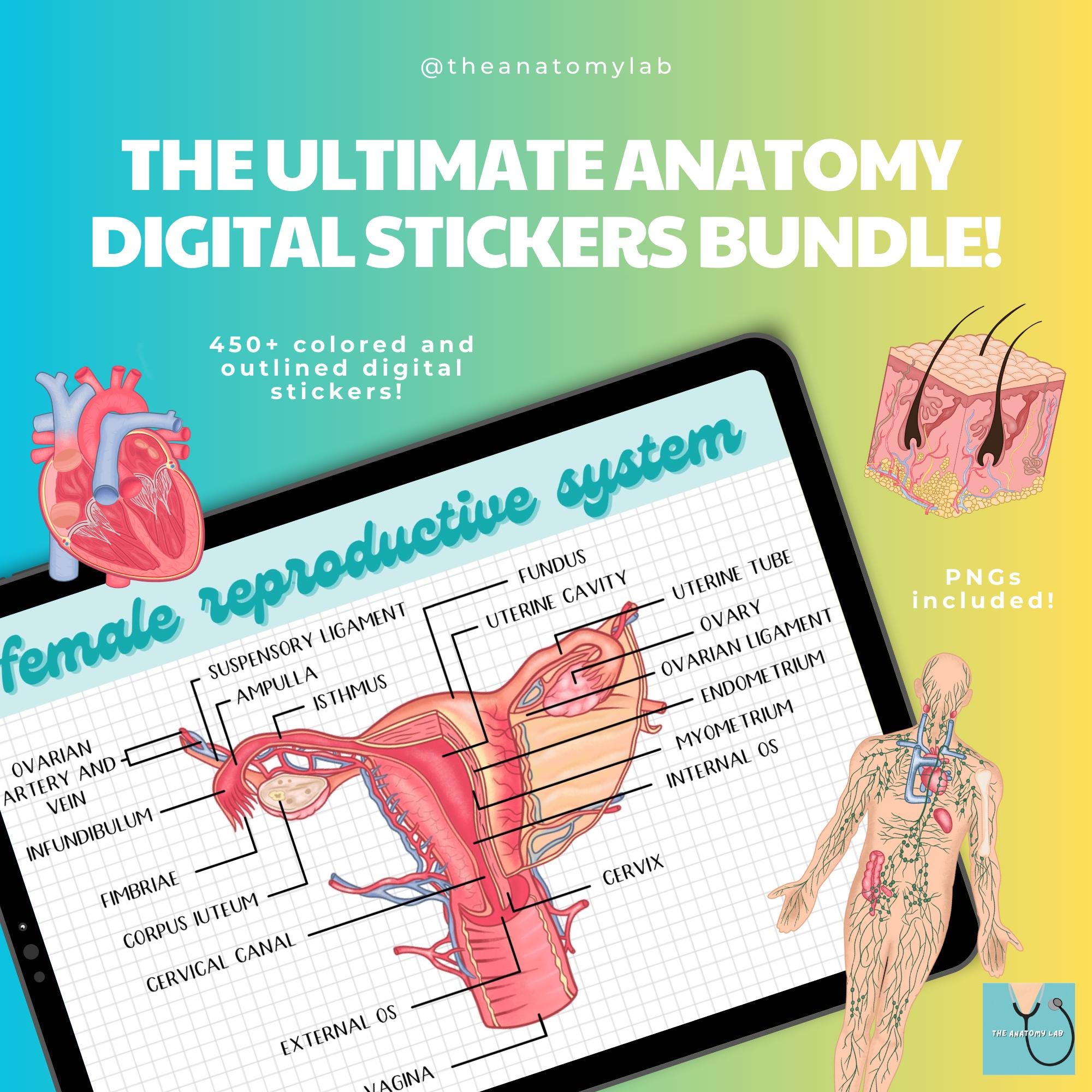 Ultimate Anatomy Digital Stickers Bundle | All Body Systems | Goodnotes ...