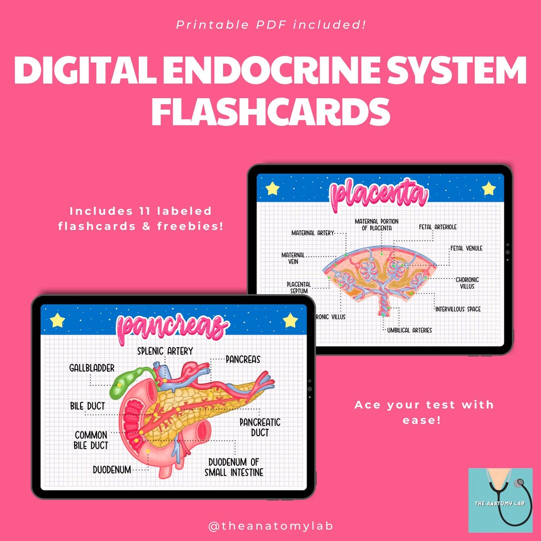 Digital Endocrine System Flashcards | Goodnotes Flashcards | Digital ...