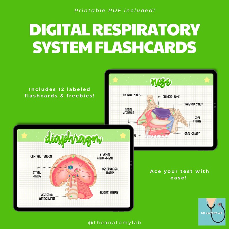 Digital Respiratory System Flashcards | Goodnotes Flashcards | Digital ...