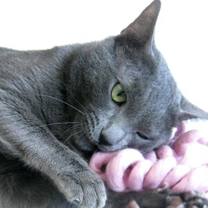 WoolyCatWorld - Etsy