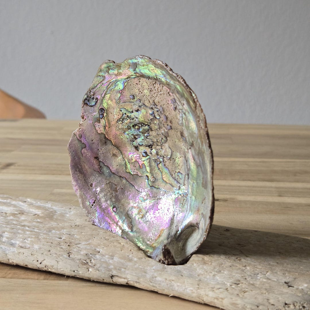 Iridescent Abalone Shell: Avalon Driftshell - Etsy