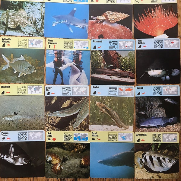 Ocean Fish Flash Cards - Etsy