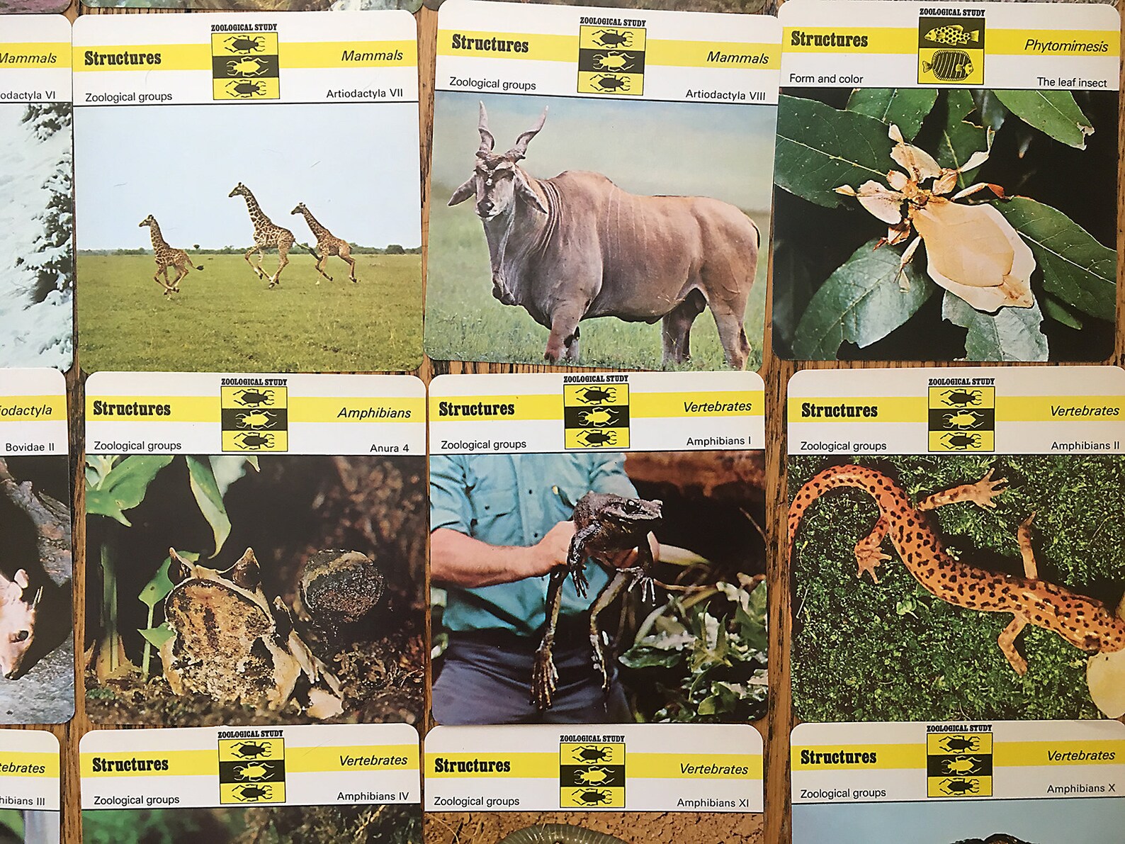 Vintage Set of Flash Cards Animal Science Nature Environment School ...