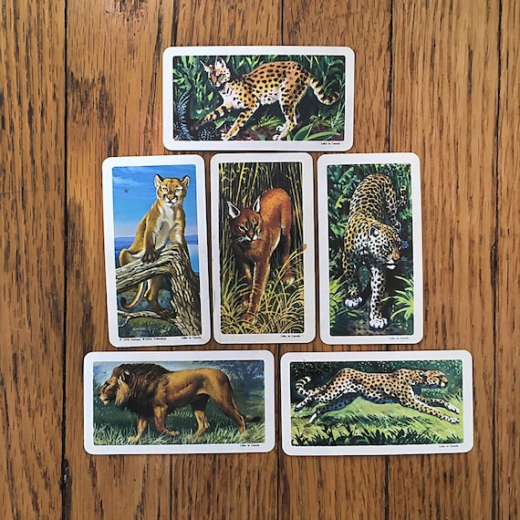 Vintage Cats Card Set African Animals Red Rose Tea Coffee - Etsy