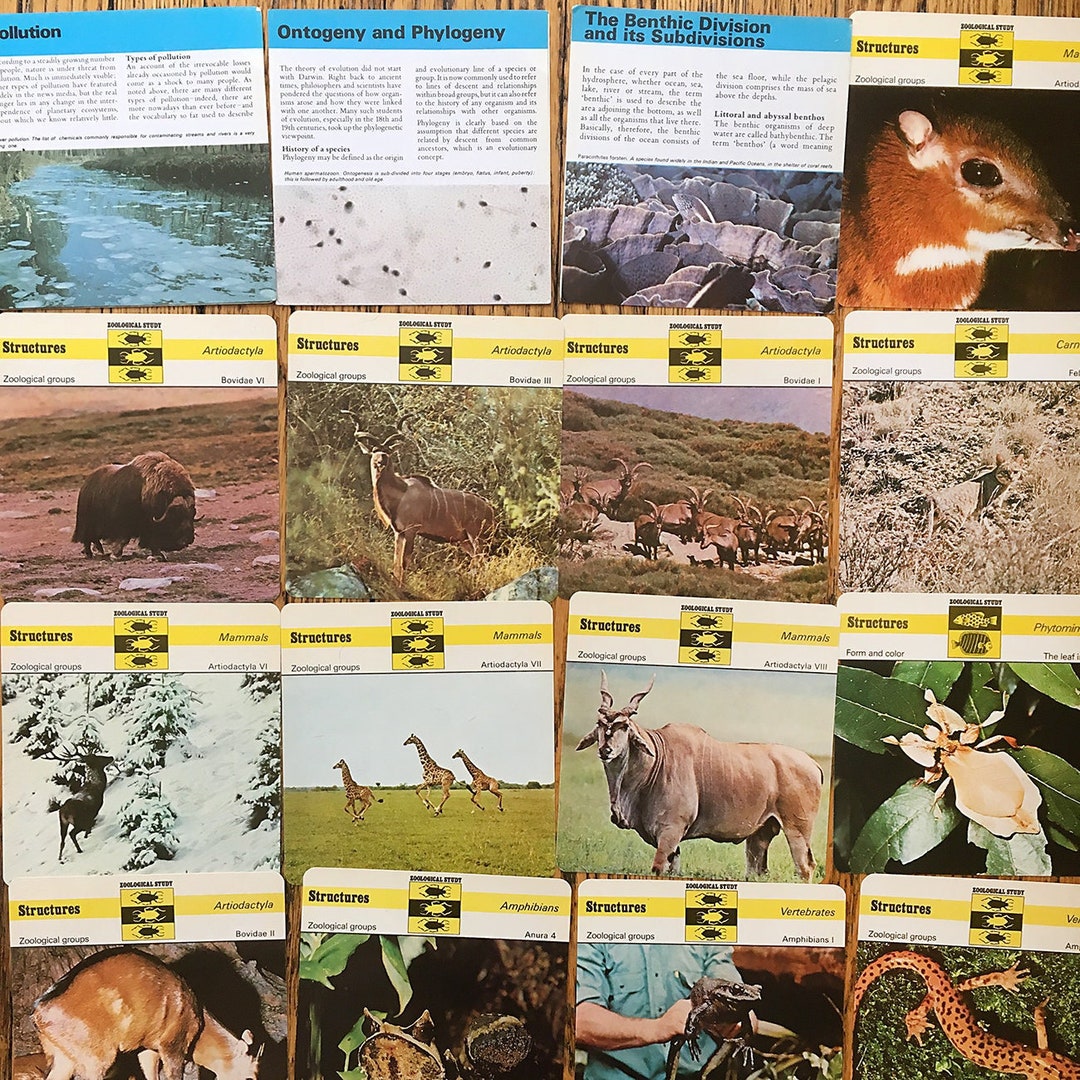 Vintage Set of Flash Cards Animal Science Nature Environment School ...