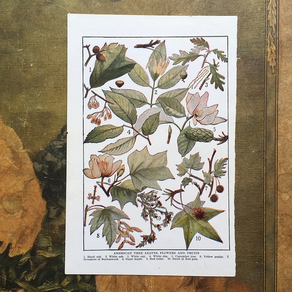 1920s Nature Print - Etsy