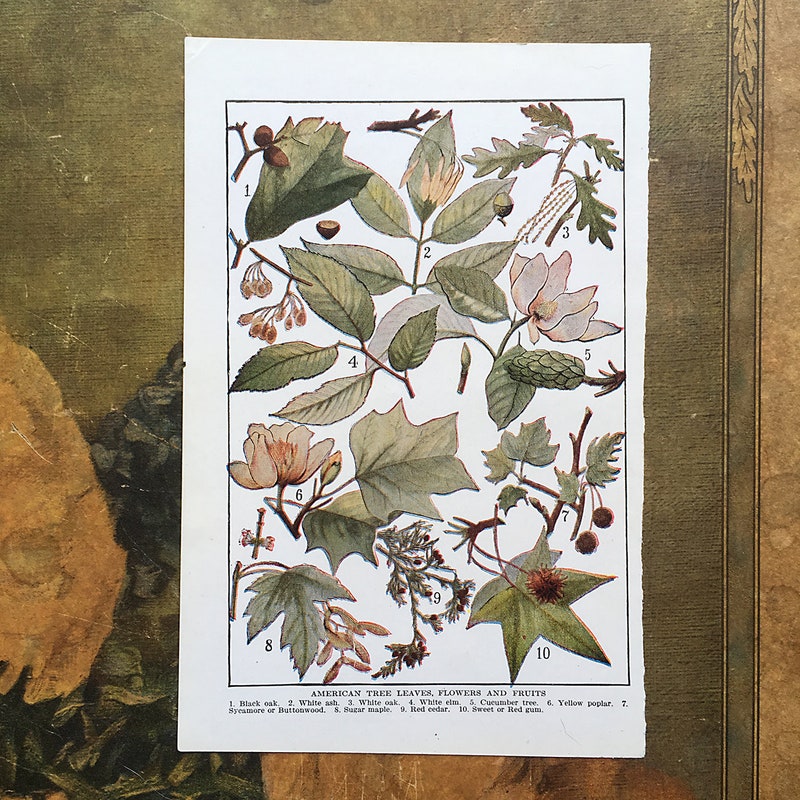 1920s Nature Print - Etsy