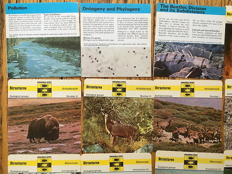Vintage Set of Flash Cards Animal Science Nature Environment School ...
