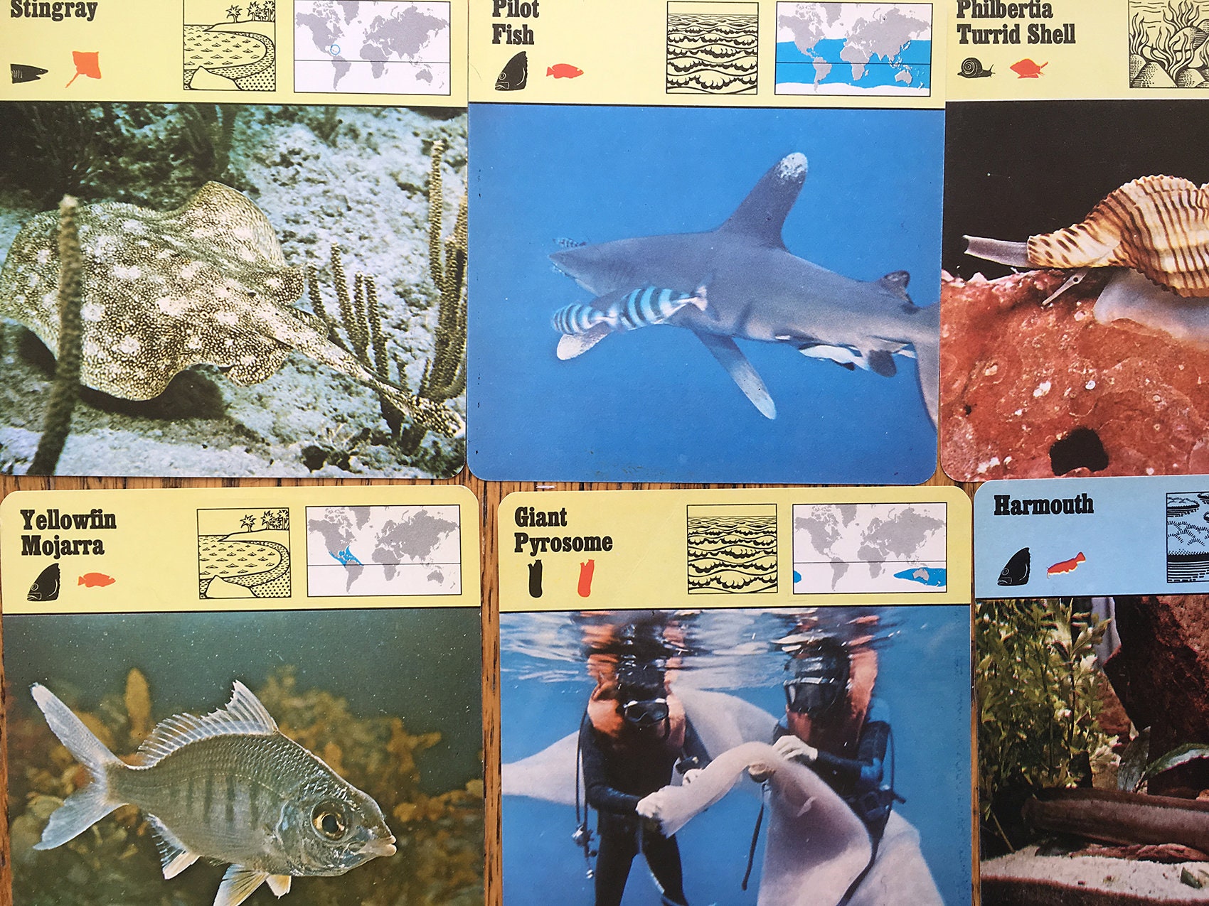 Vintage Set of Flash Cards Fish Ocean Sea Science Nature School ...