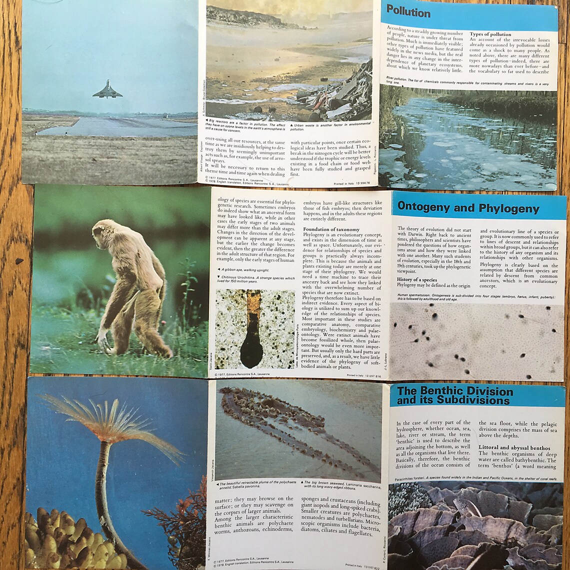 Vintage Set of Flash Cards Animal Science Nature Environment | Etsy
