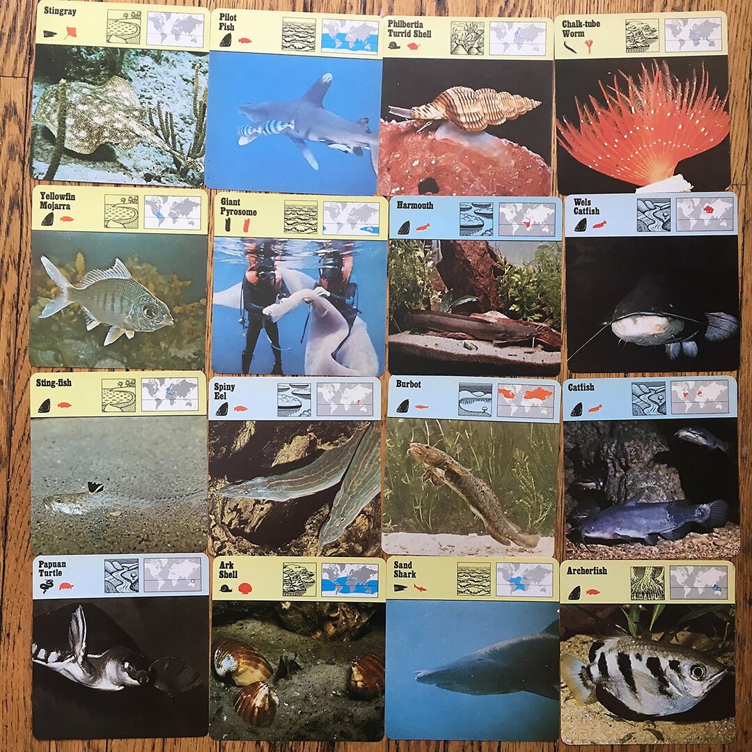 Vintage Set of Flash Cards Fish Ocean Sea Science Nature School ...