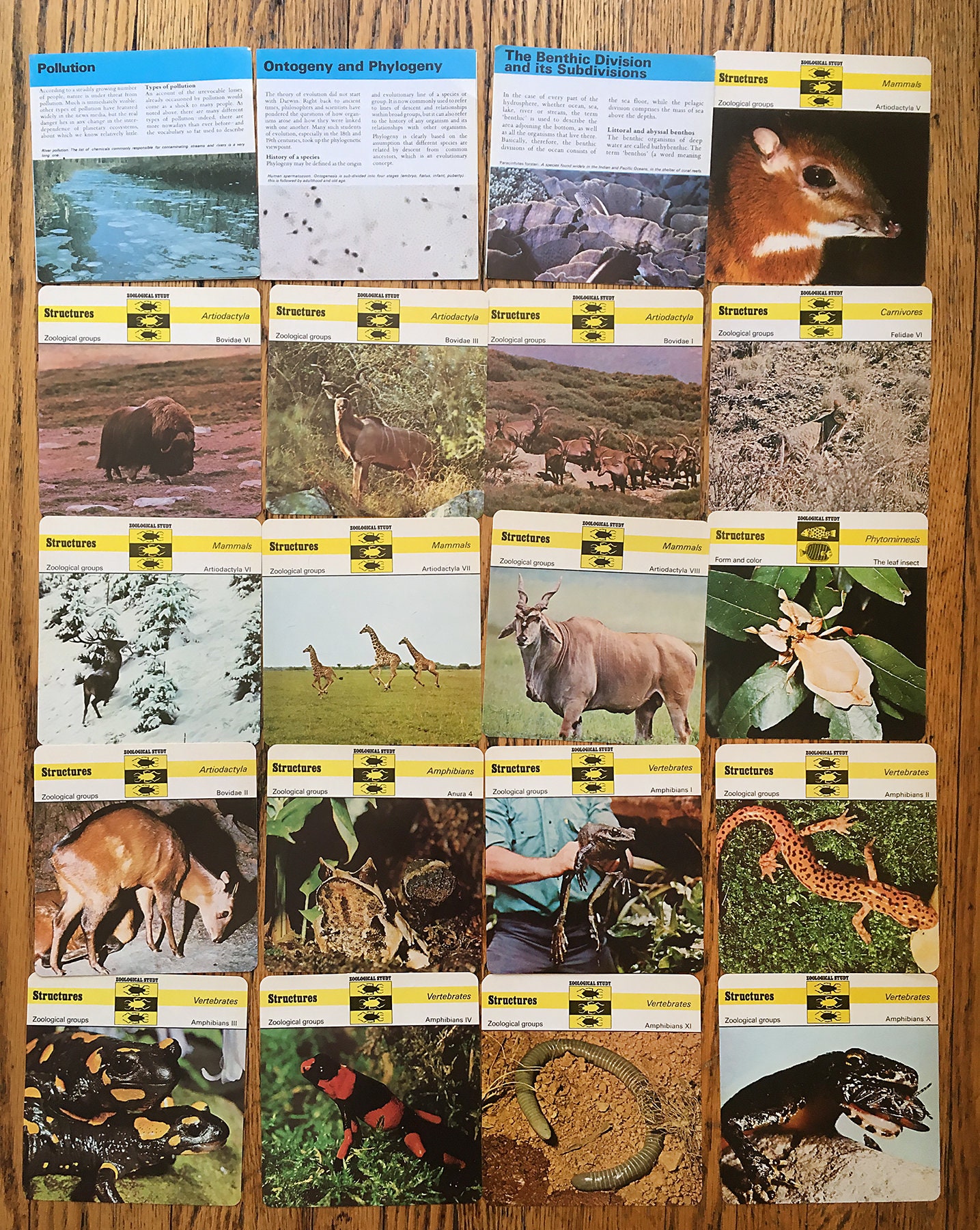 Vintage Set of Flash Cards Animal Science Nature Environment - Etsy