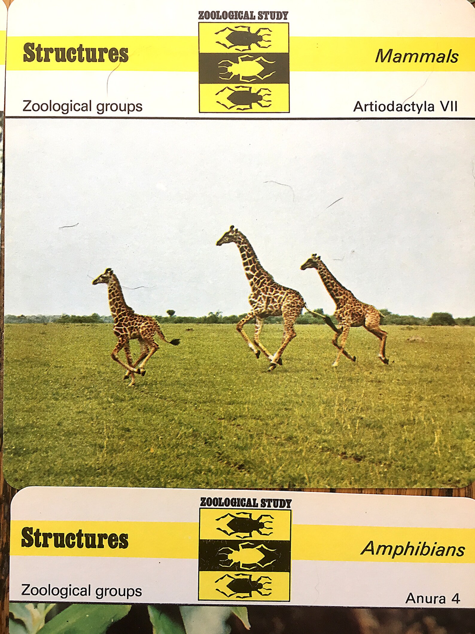 Vintage Set of Flash Cards Animal Science Nature Environment | Etsy