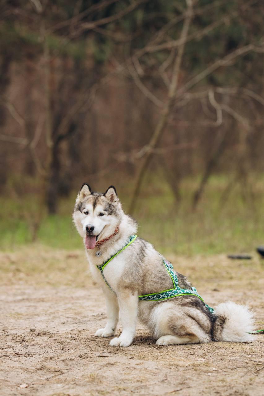 X-back Dog Pull Harness for Bikejoring, Canicross, Sledding & Snow Sports | Reflective ...