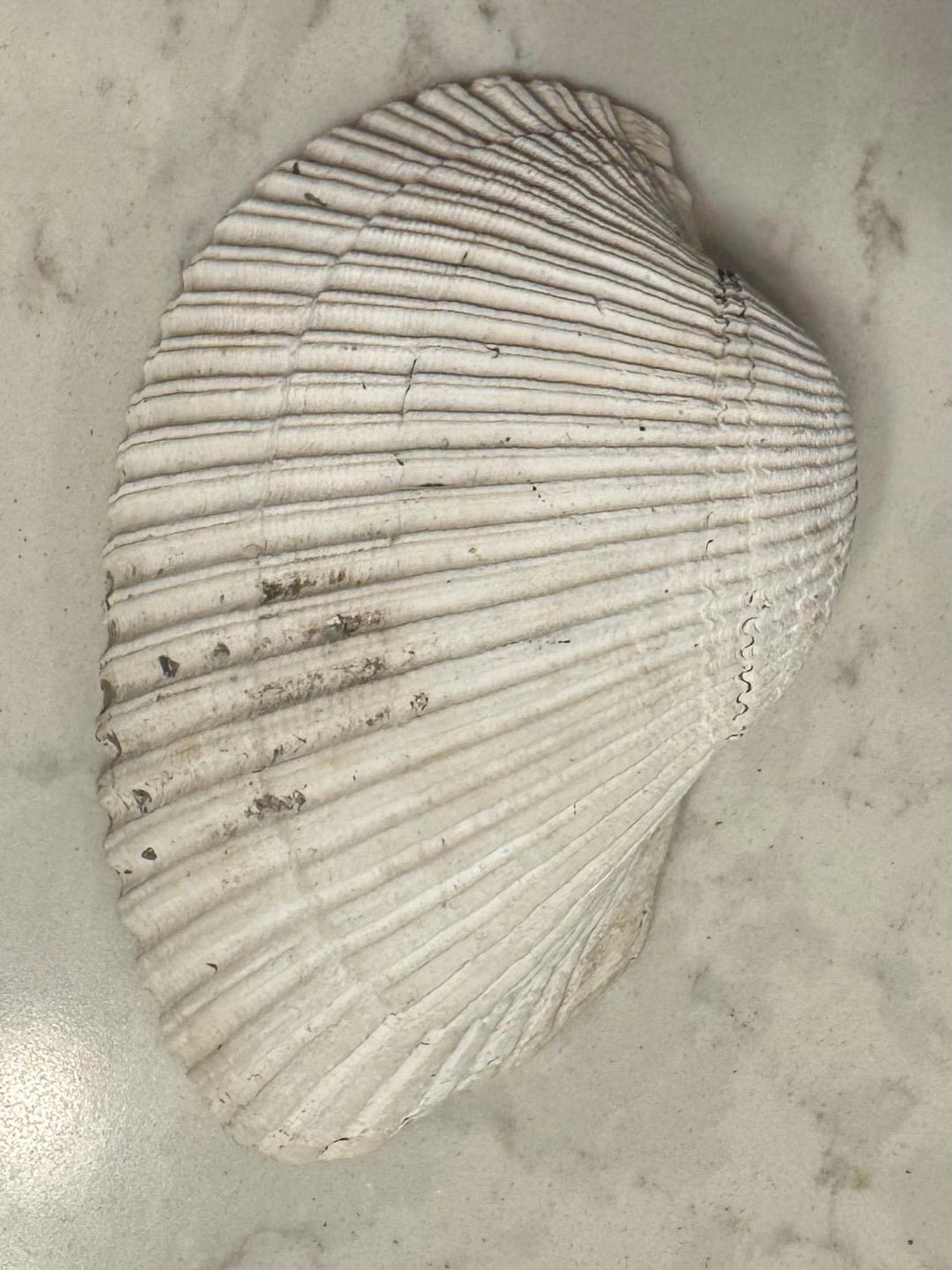 FLORESCENT Florida Fossil Clam Shell Under U/V Light. 2-23 Million ...