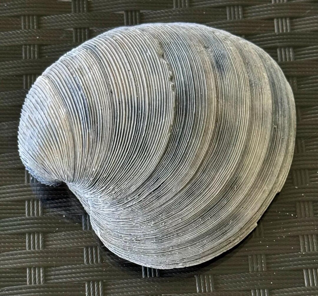 Large Natural Florida Fossil Clamshell (mercenaria). Miocene Epoch ...