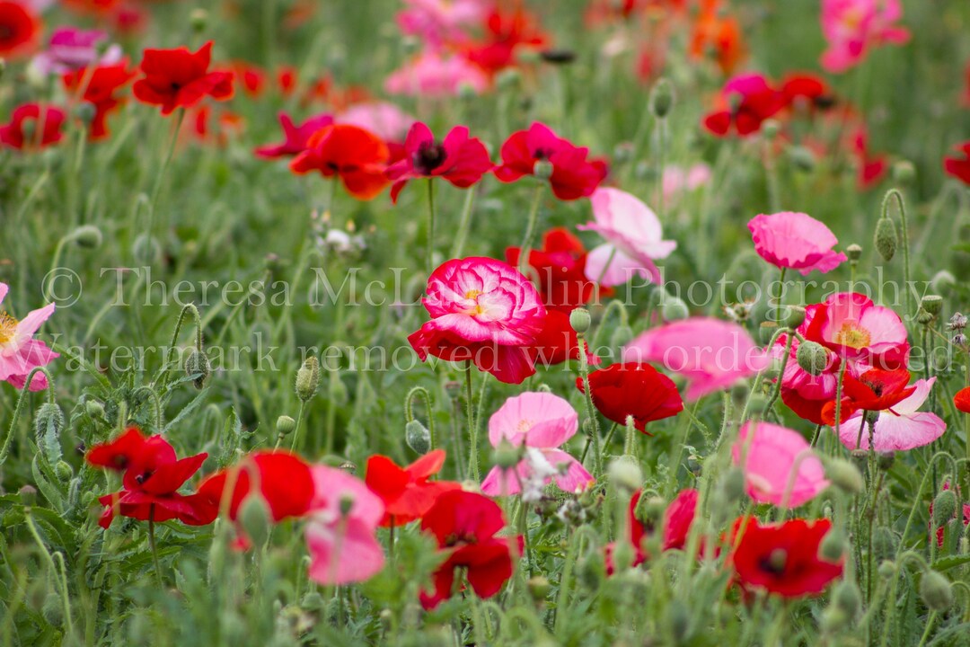 Poppies // Texas Wildflowers // Hill Country // Wall Art // Spring ...